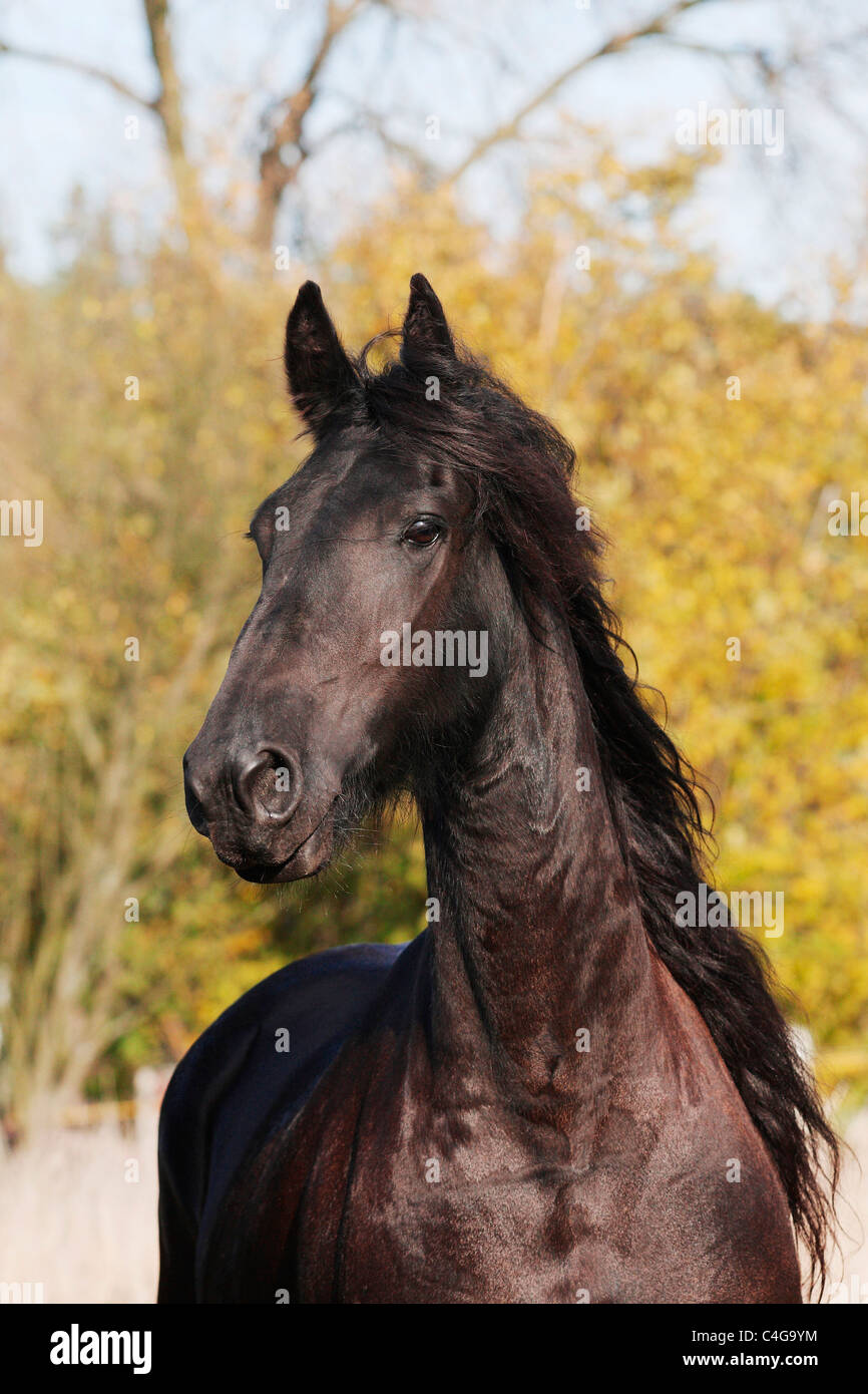 Friesian horse - portrait Stock Photo - Alamy