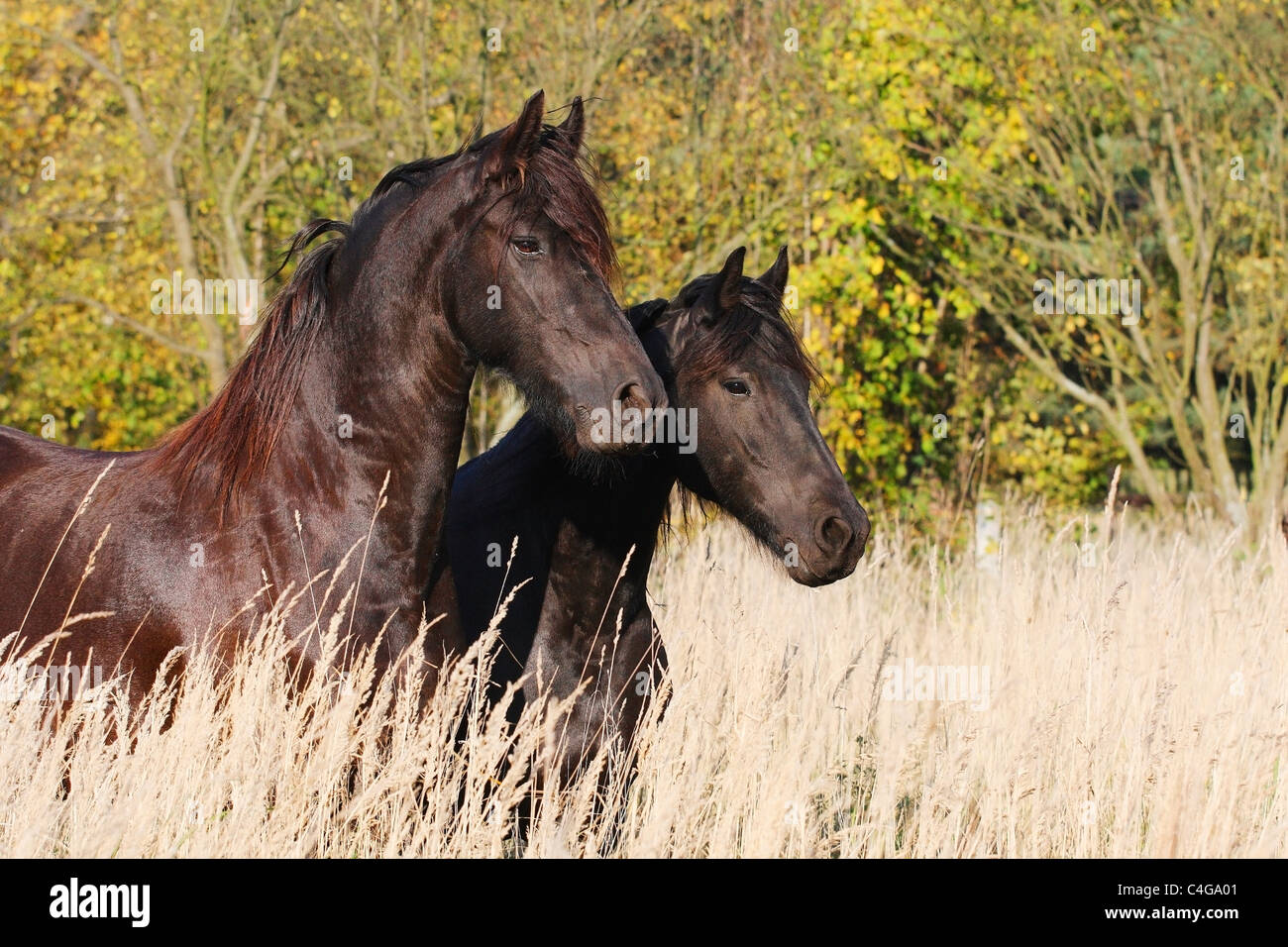 two Friesian horses - portrait Stock Photo - Alamy