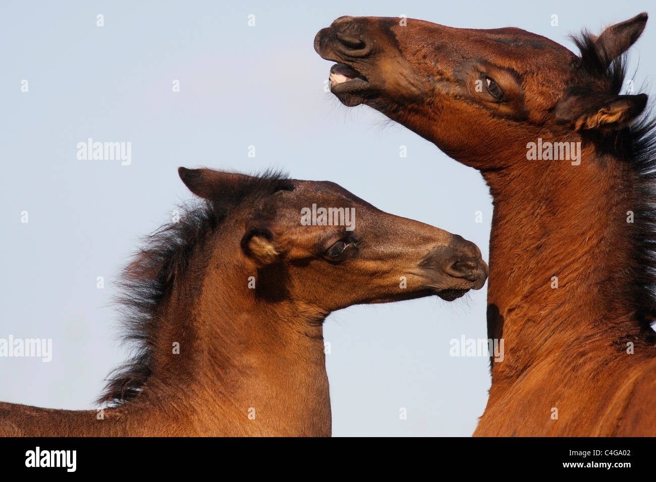 Friesian horse - two foals Stock Photo - Alamy