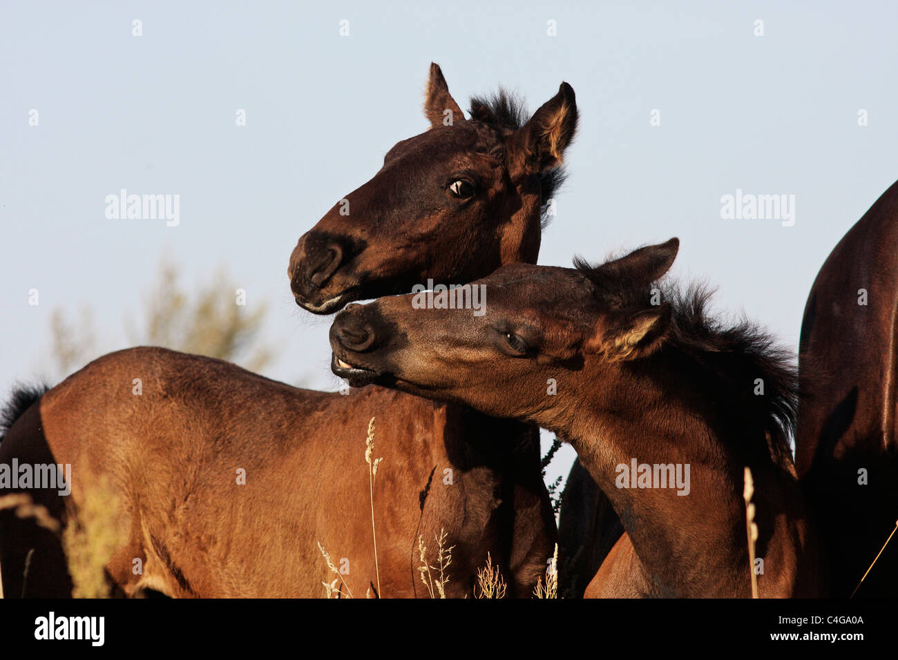 Friesian horse - two foals Stock Photo - Alamy