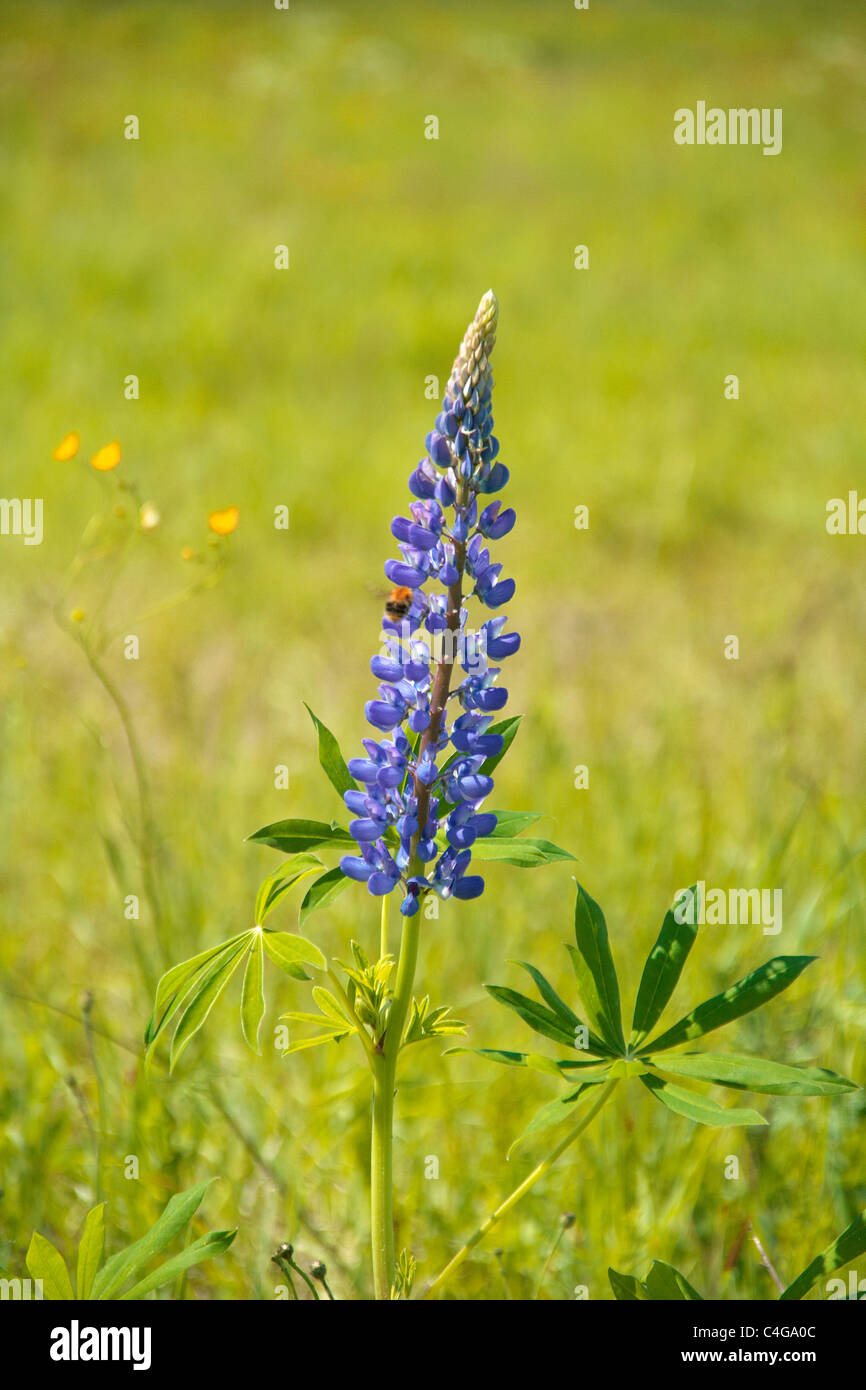Lupin flower (Lupinus) in Poland Stock Photo - Alamy