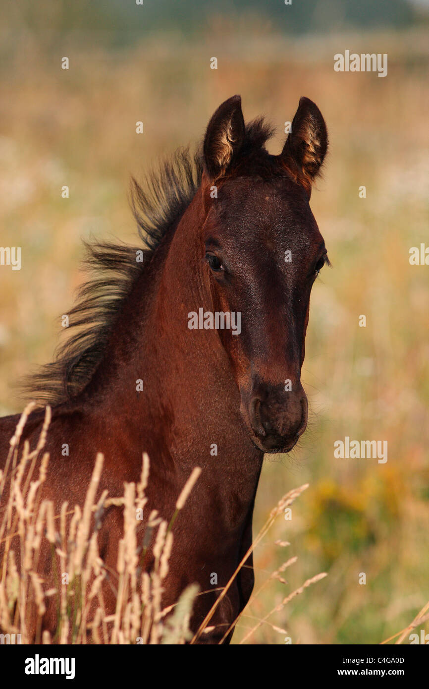 Friesian horse - foal - portrait Stock Photo - Alamy