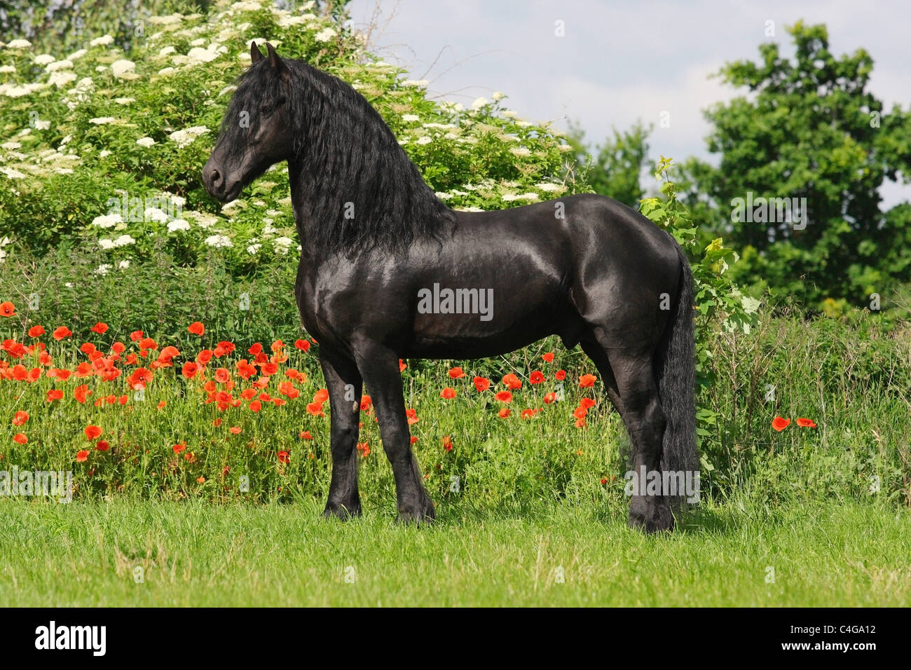 Friesian horse - standing on meadow Stock Photo - Alamy