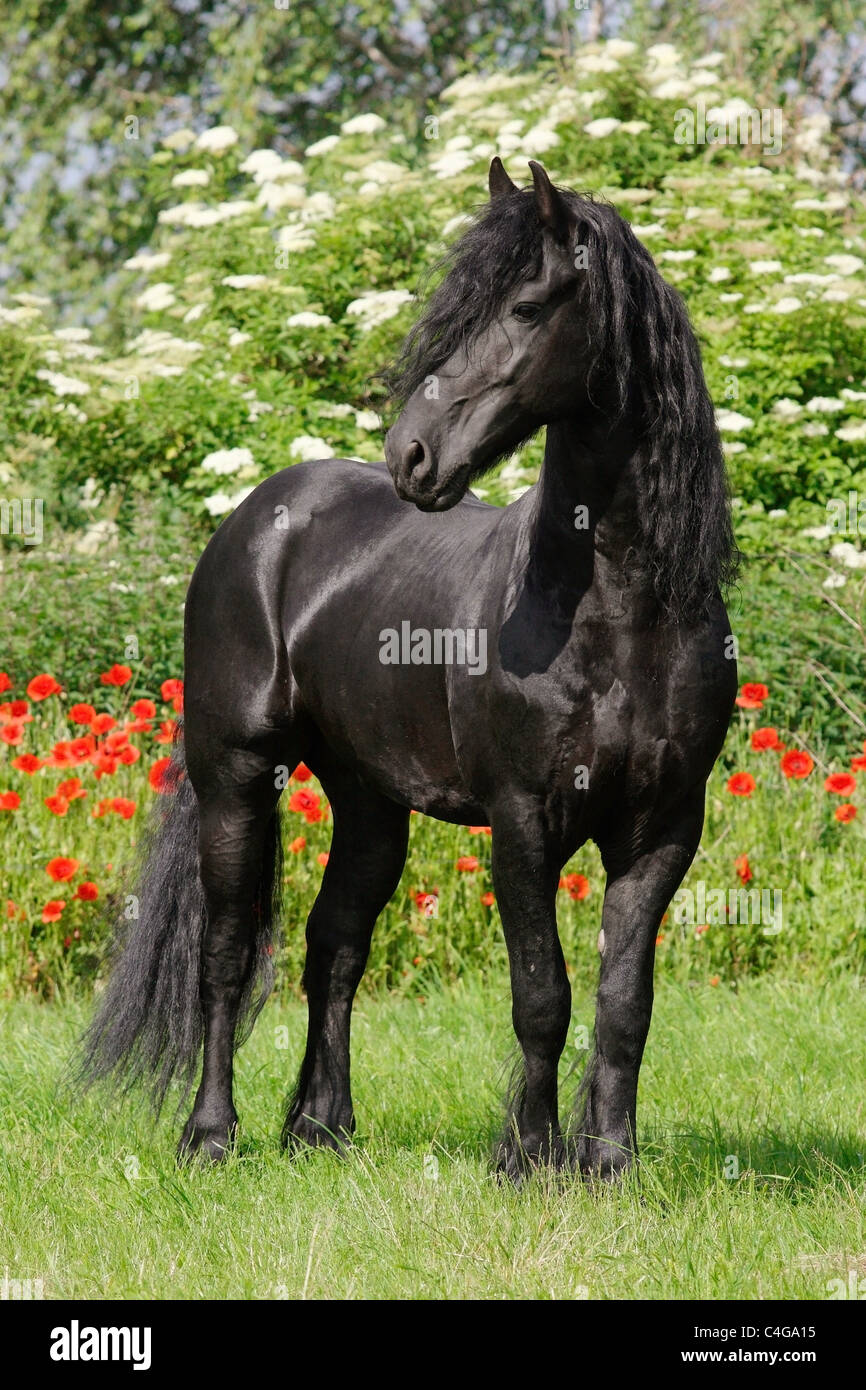 Friesian horse - standing on meadow Stock Photo - Alamy