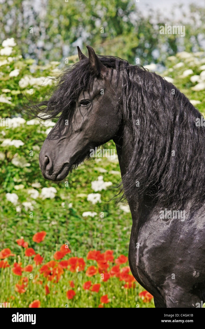 Friesian horse. Portrait of adult horse with flowers in background ...