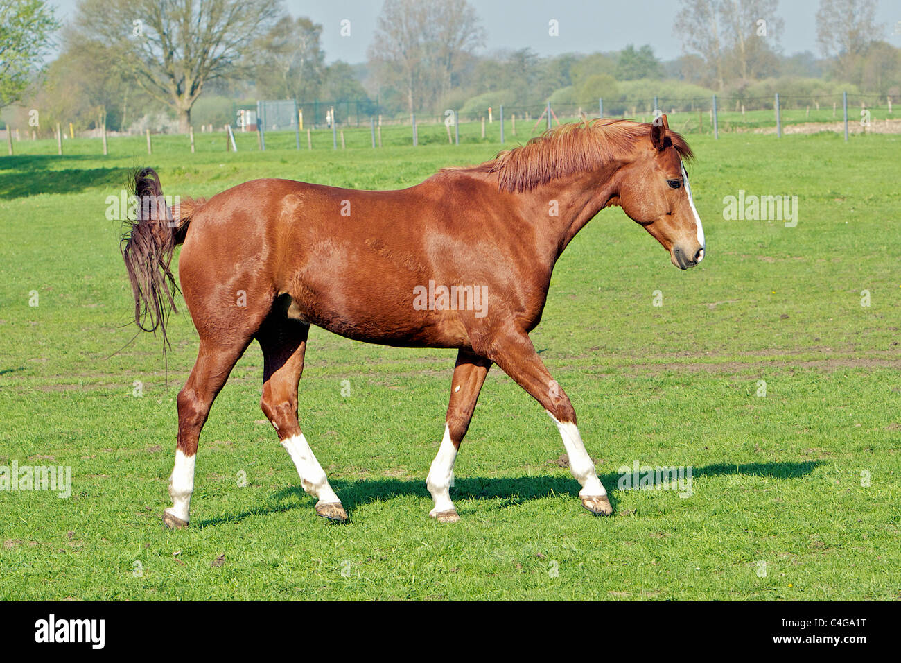 Hanoverian horse - walking Stock Photo - Alamy