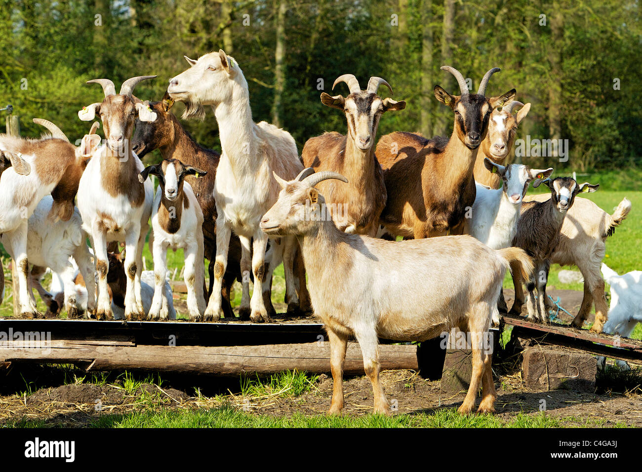 Female boer goats hi-res stock photography and images - Alamy