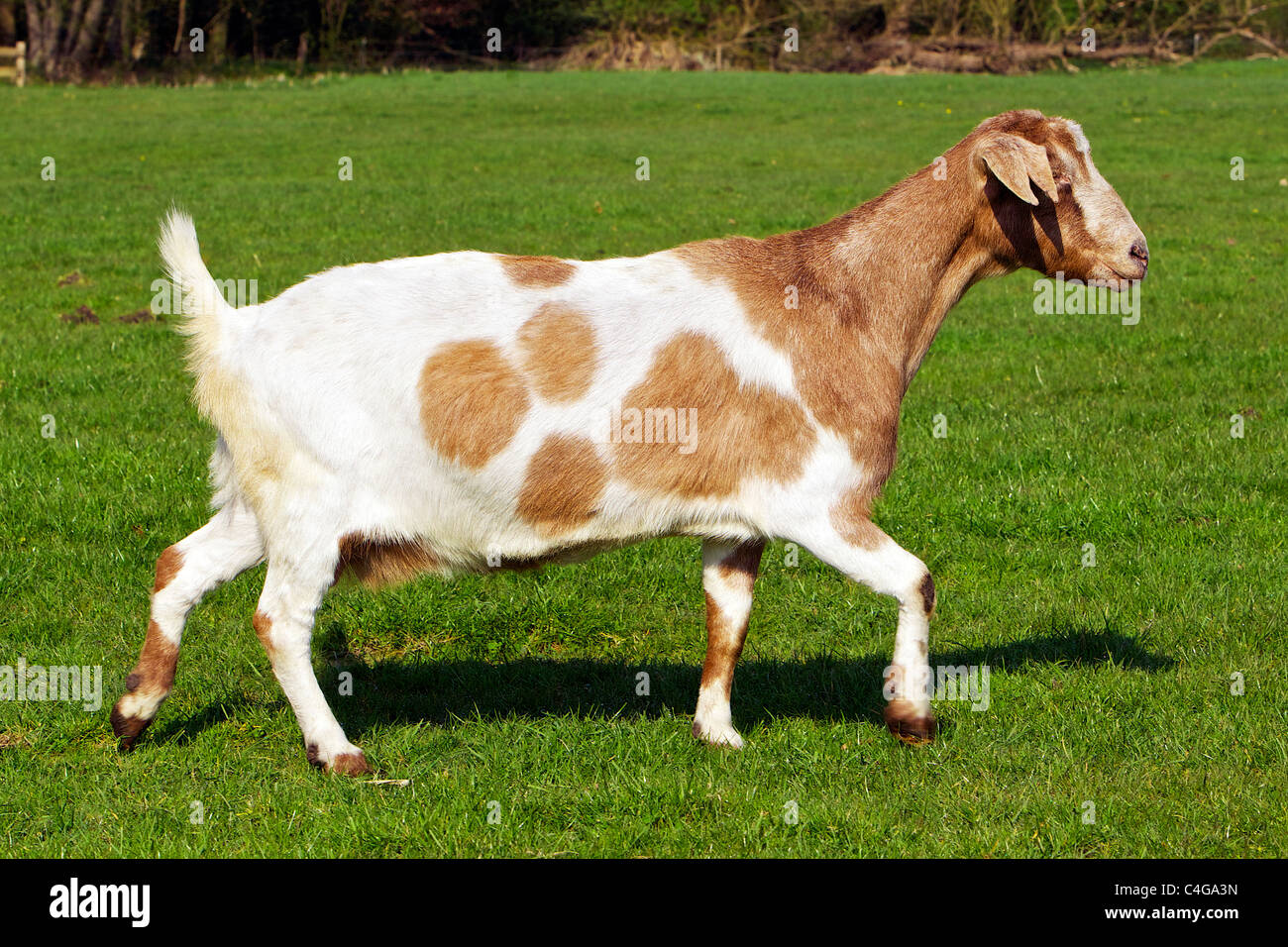 Boer goat walking on meadow Stock Photo - Alamy