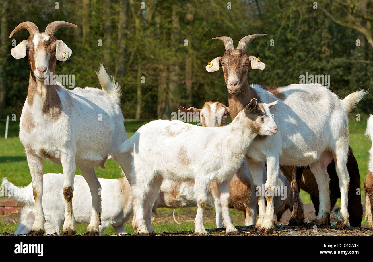 Boer goats and cub Stock Photo - Alamy