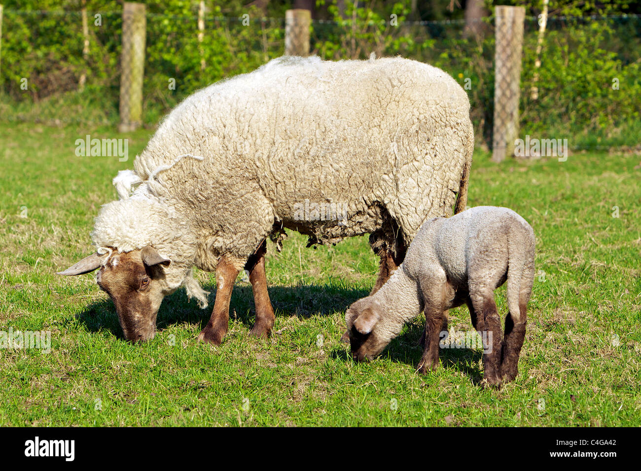 German Blackheaded Mutton and lamb on meadow Stock Photo - Alamy