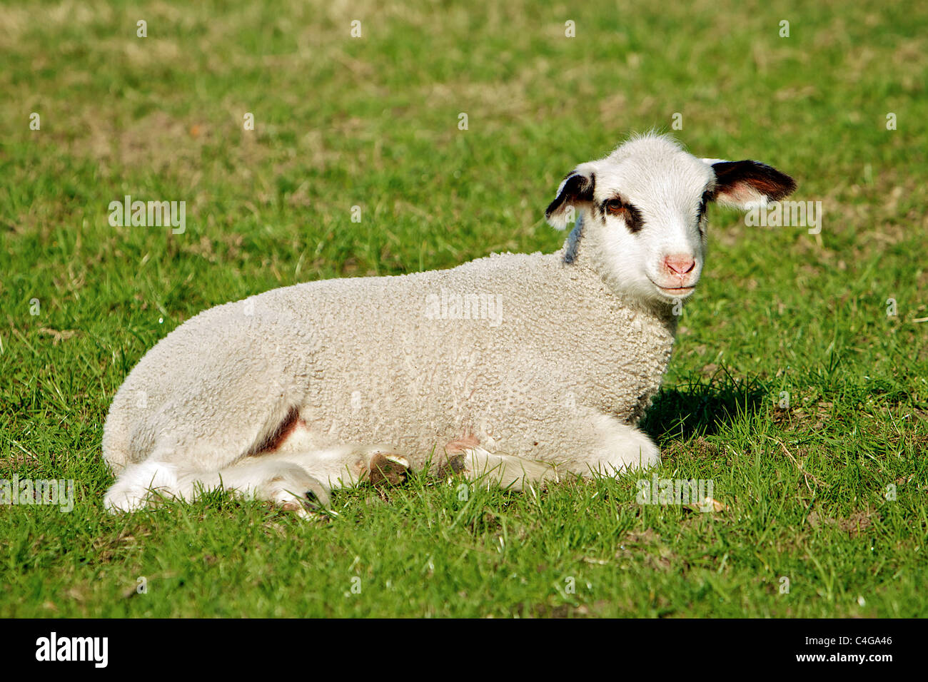 German Blackheaded Mutton - lamb on meadow Stock Photo - Alamy