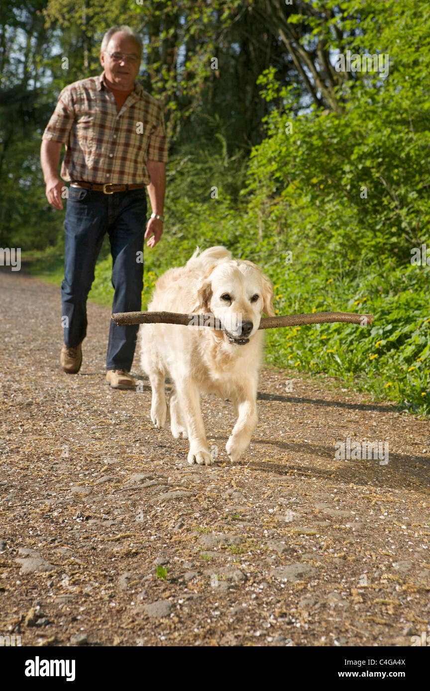 Golden Retriever dog carrying branch Stock Photo - Alamy