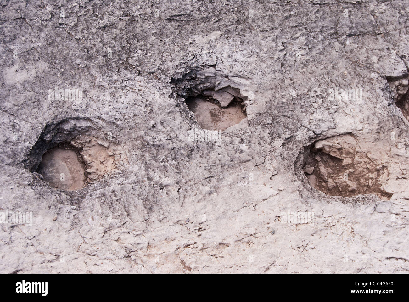 Real dinosaur footprint imprinted in the rock Stock Photo - Alamy