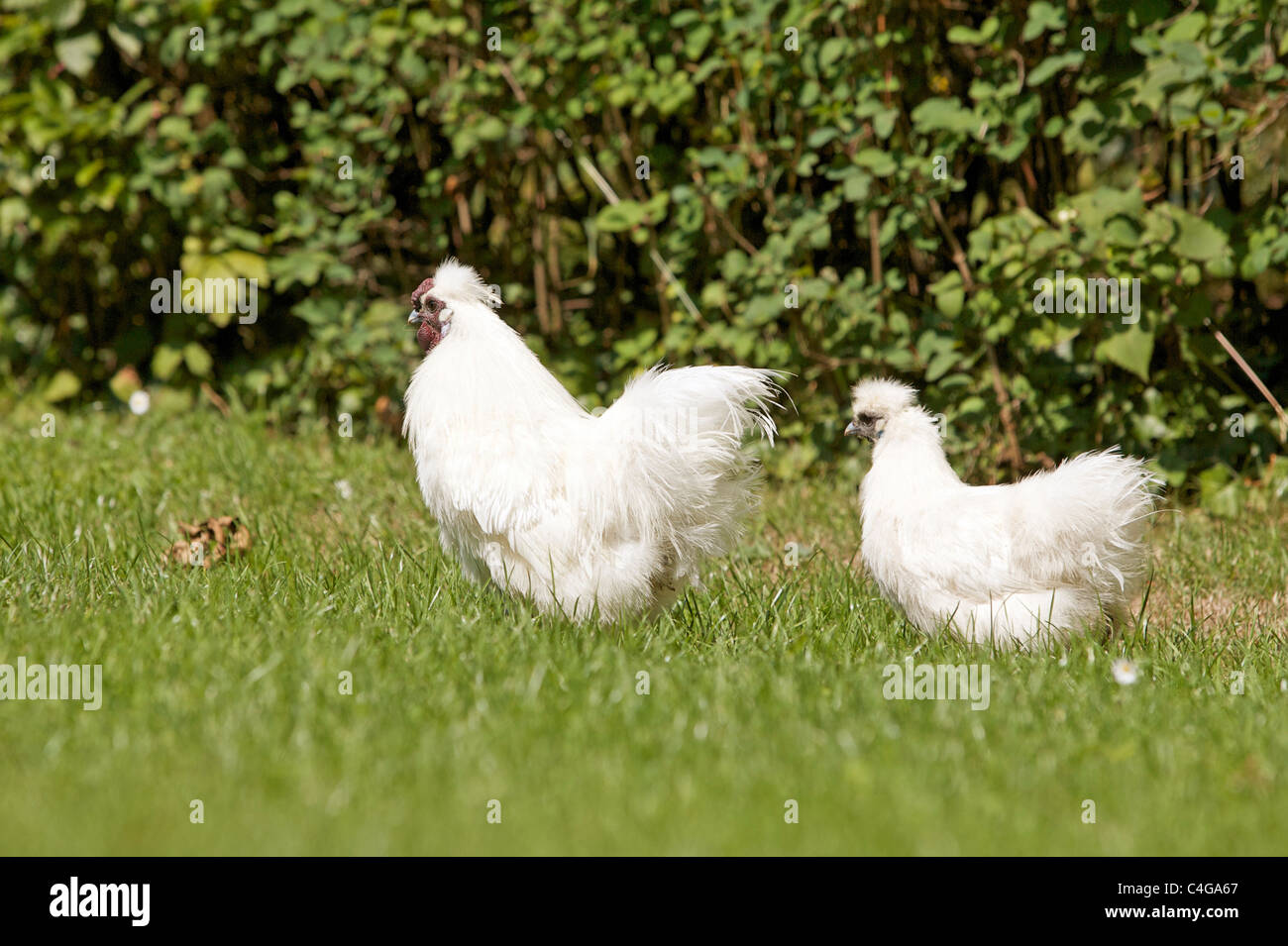 two Silkies (male and female) on meadow Stock Photo - Alamy