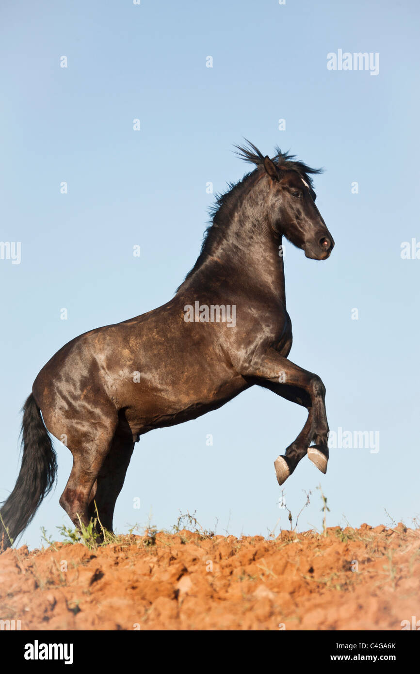 Rearing Andalusian Horse High Resolution Stock Photography and Images ...