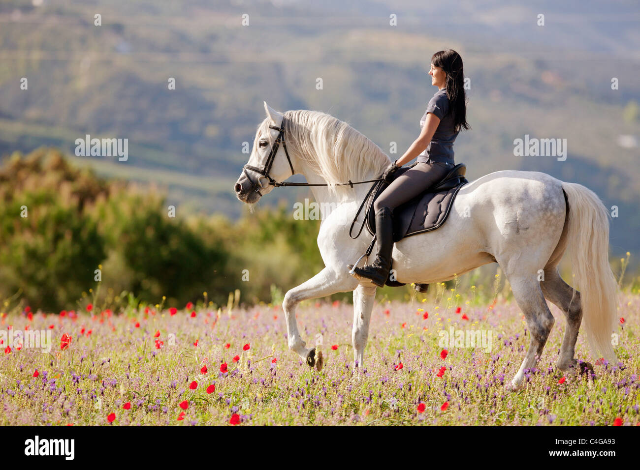 Woman riding on pure spanish bred hi-res stock photography and images ...
