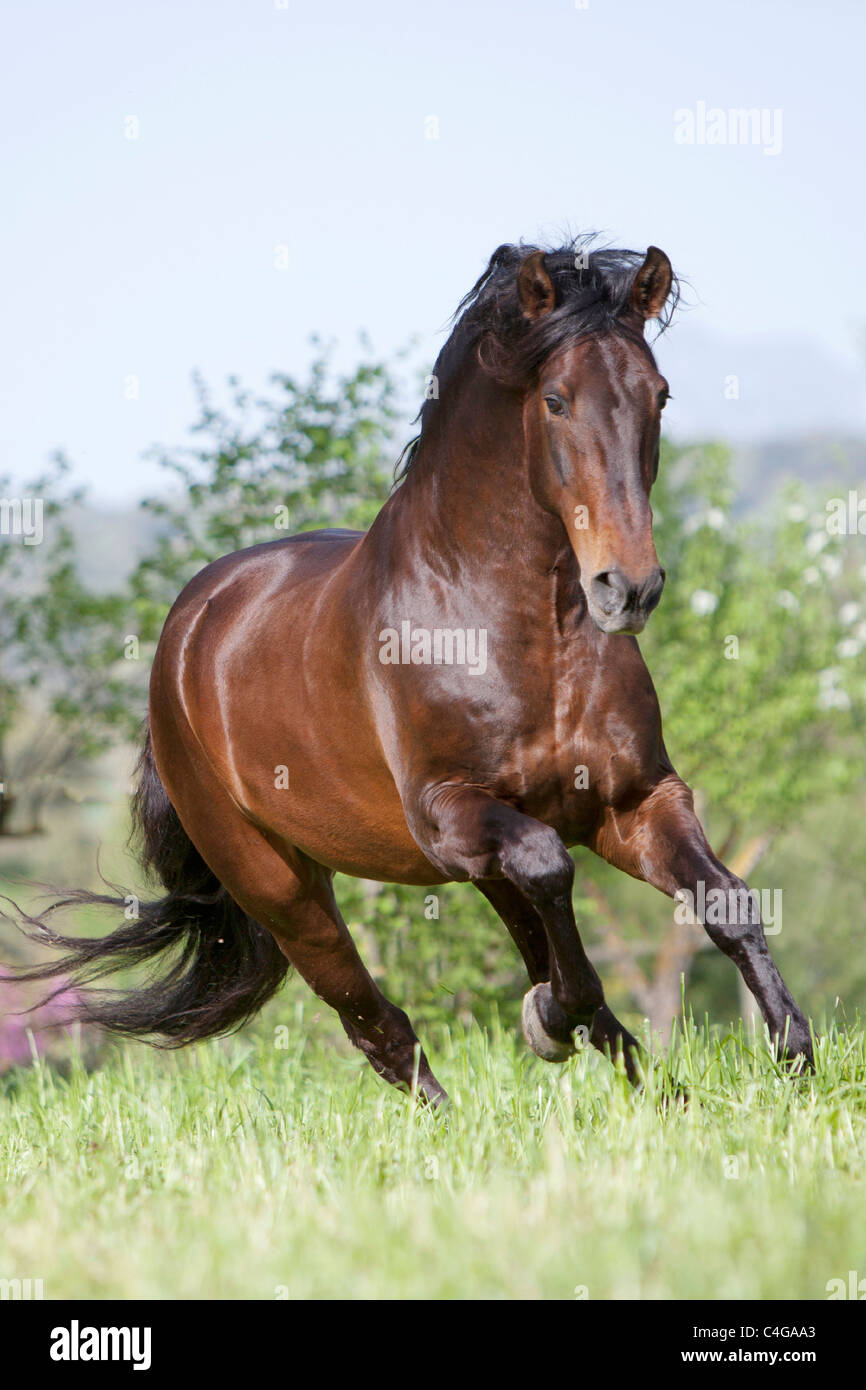 Pure Spanish-bred horse, Andalusian, Bay horse galloping on a meadow ...