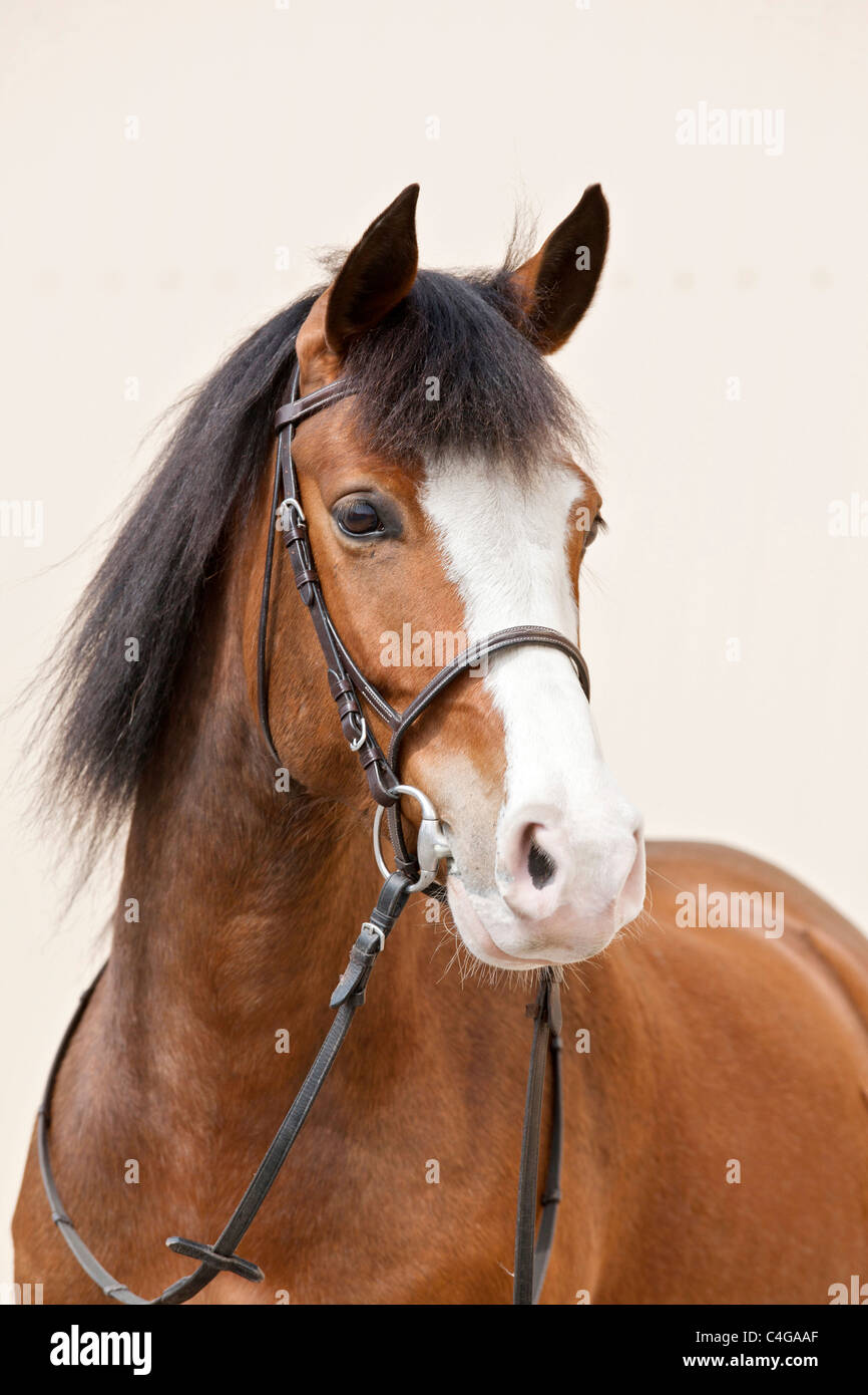 German Riding Pony - portrait Stock Photo - Alamy