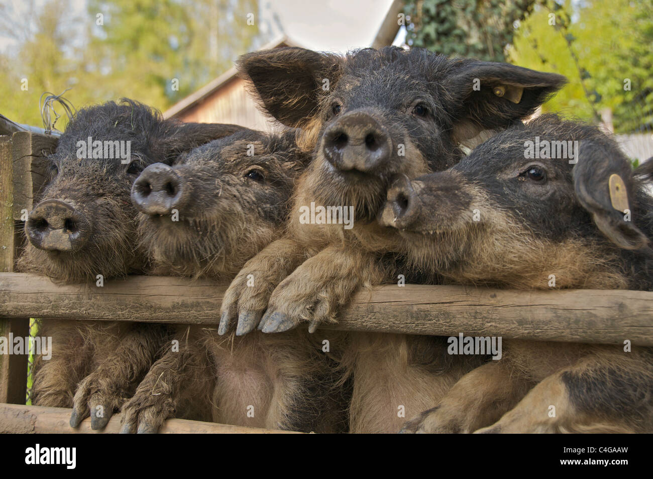 Mangalitza Pigs Stock Photos & Mangalitza Pigs Stock Images - Alamy