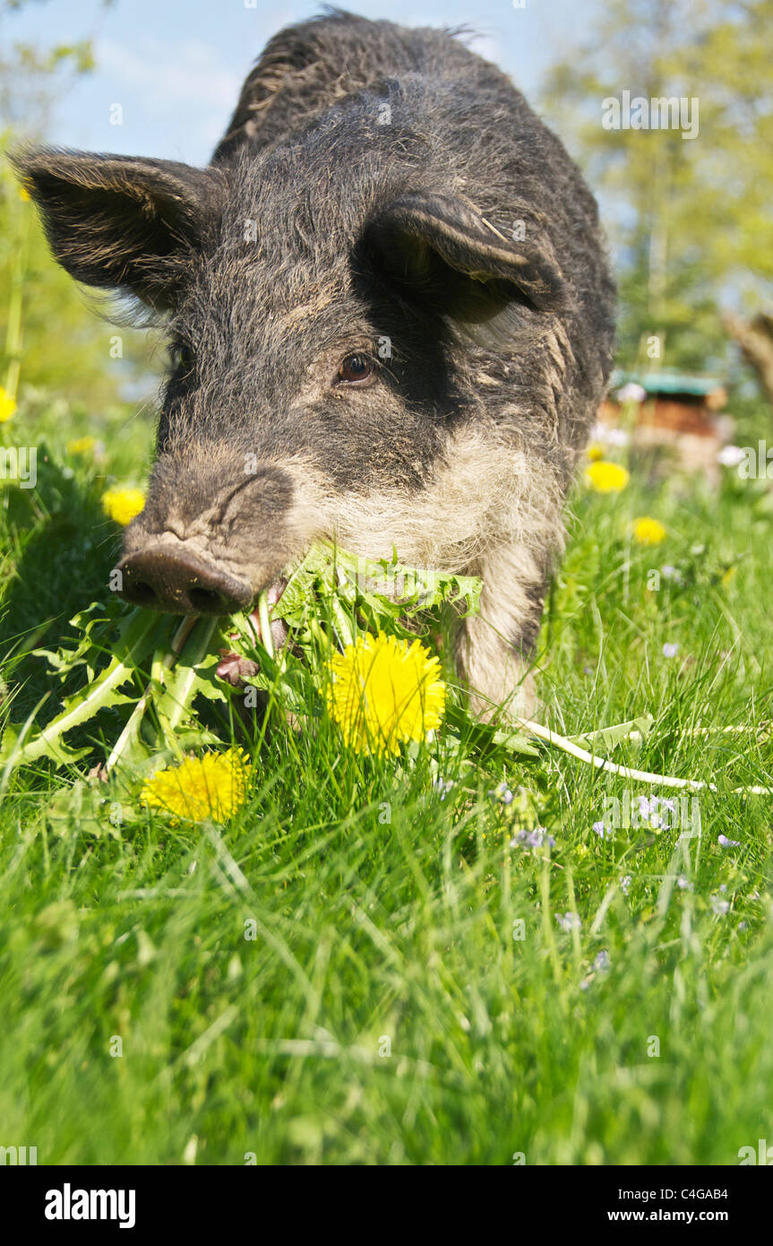 Mangalitza pig hi-res stock photography and images - Alamy