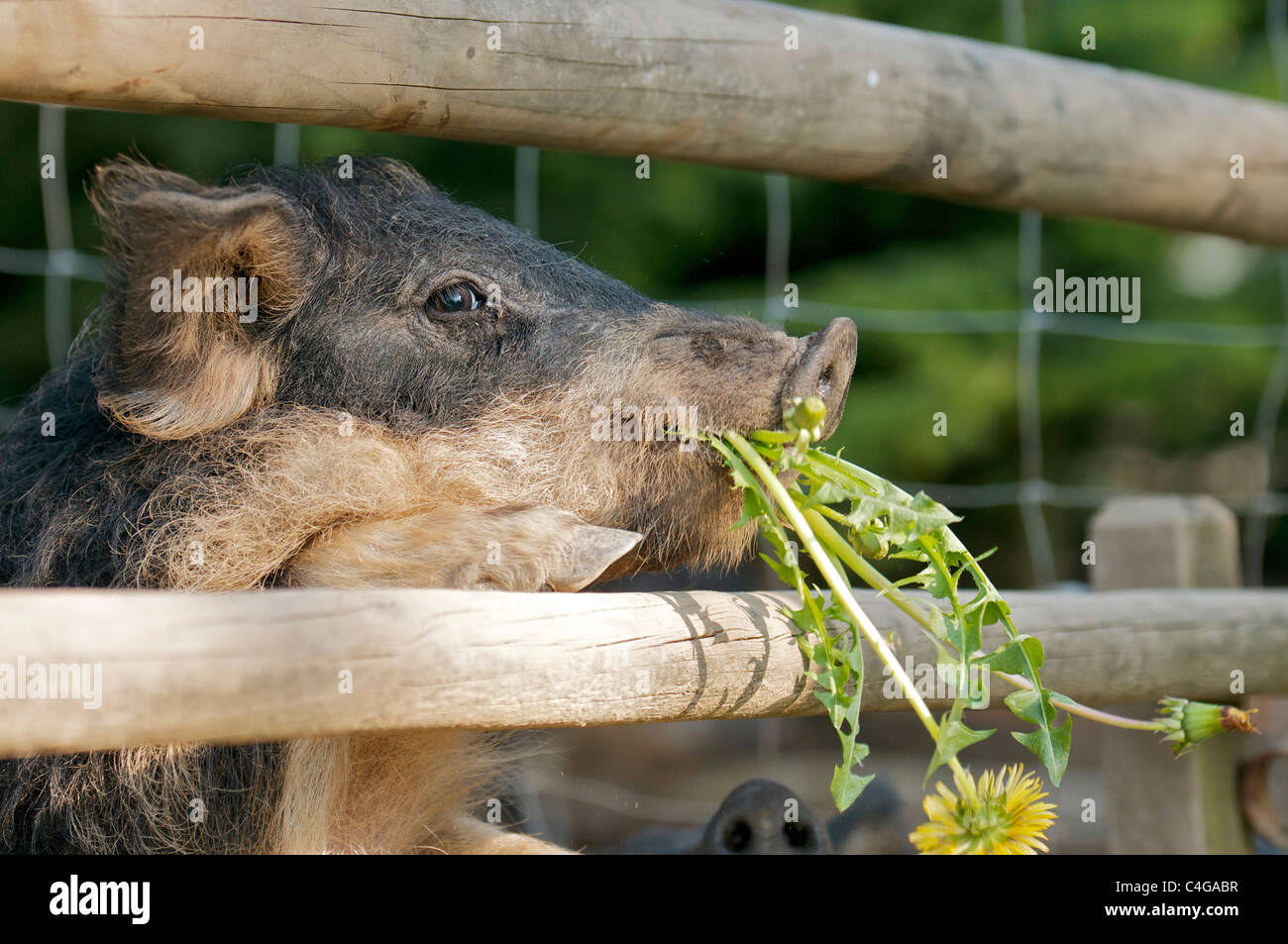 Mangalitza pig at fence - munching Stock Photo - Alamy