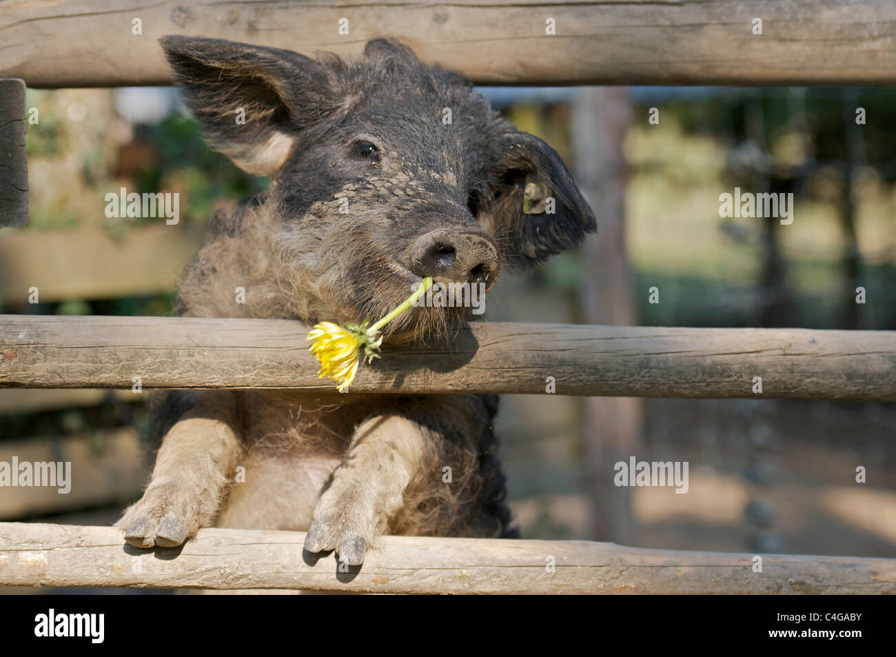 Mangalitzas hi-res stock photography and images - Alamy