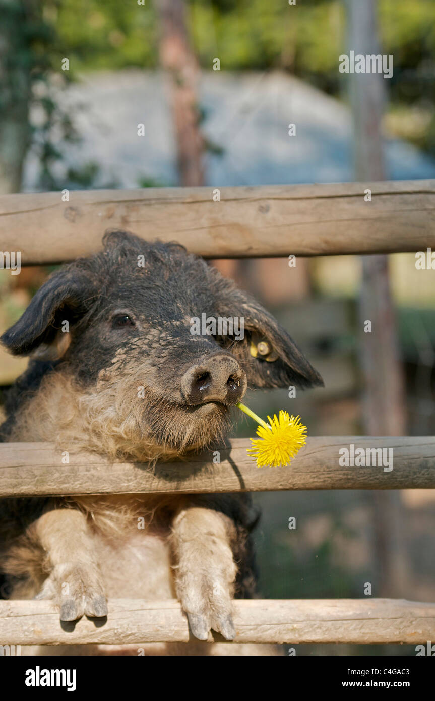 Mangalitzas hi-res stock photography and images - Alamy