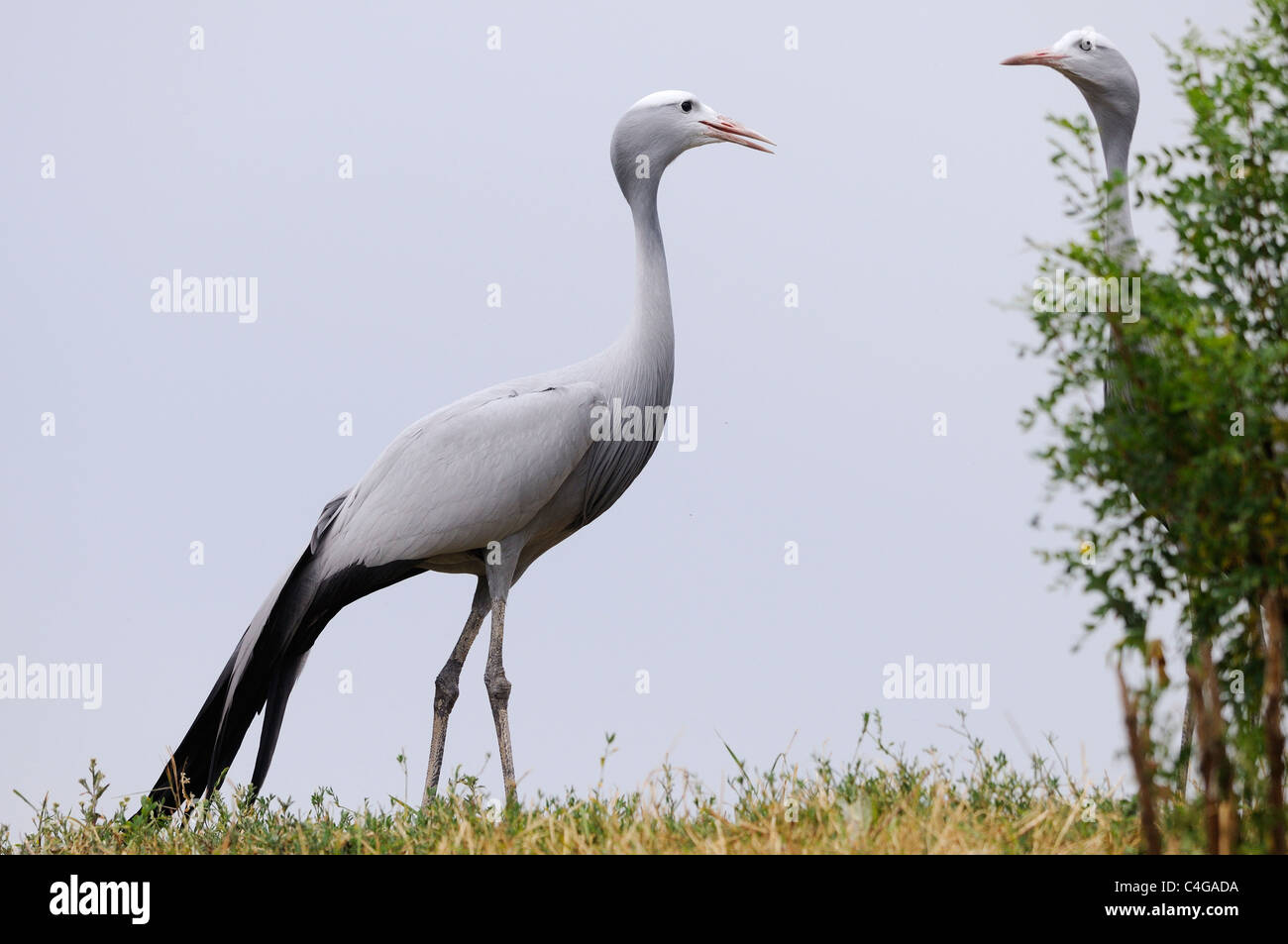 Blue Cranes - standing / Anthropoides paradisea Stock Photo - Alamy