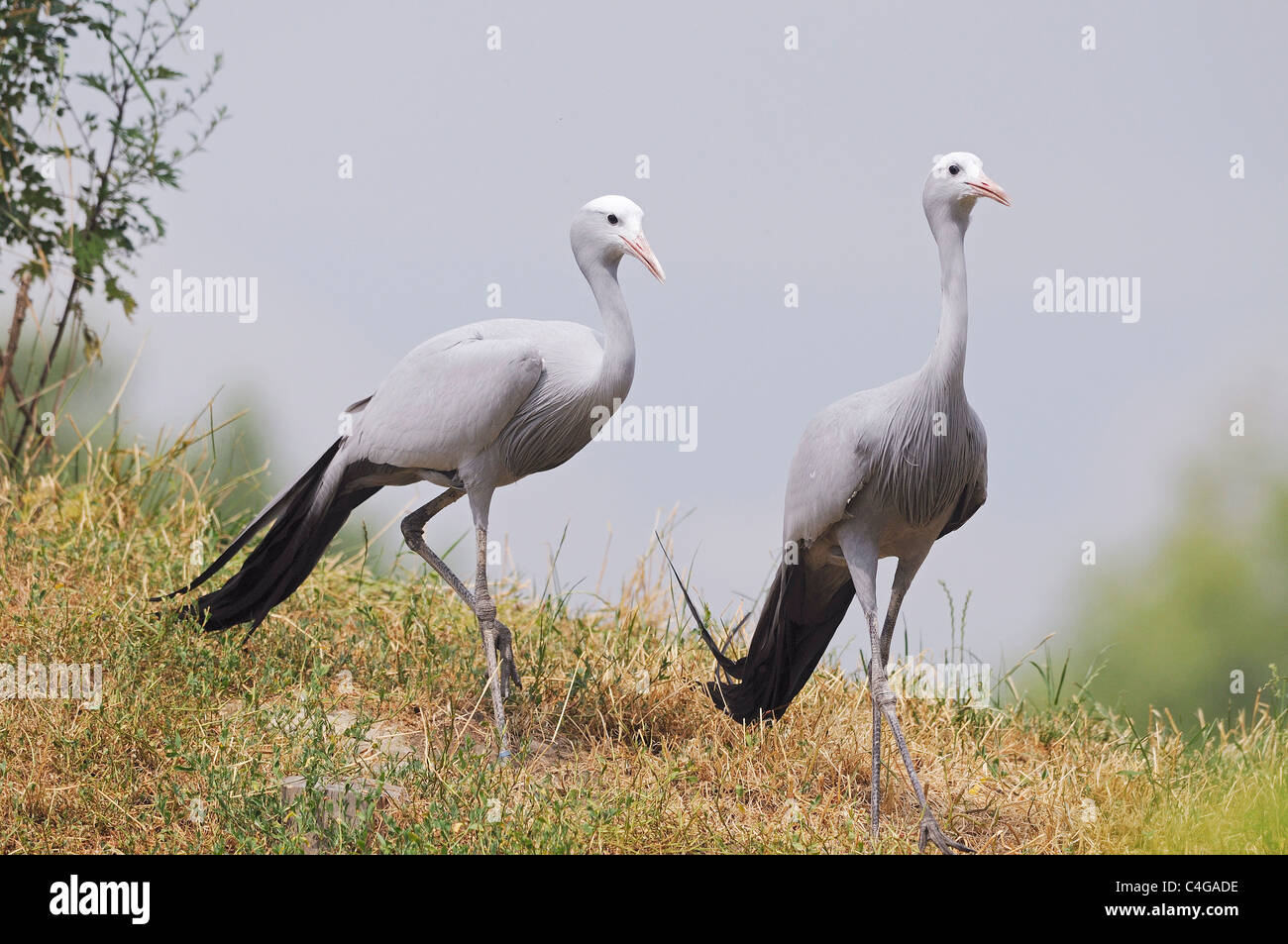 two Blue Cranes - standing / Anthropoides paradisea Stock Photo - Alamy