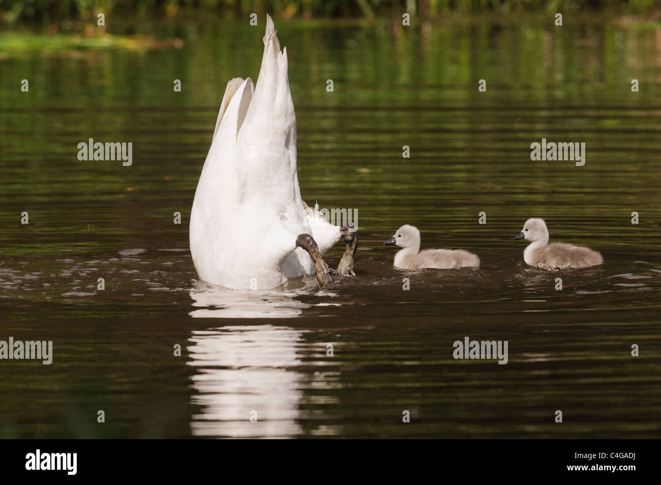 Mute swan and cygnets / Cygnus olor Stock Photo - Alamy