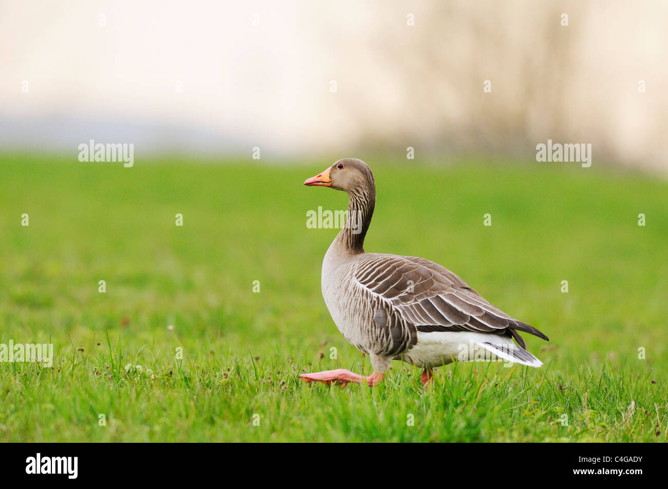 Greylag Goose - walking on meadow / Anser anser Stock Photo - Alamy