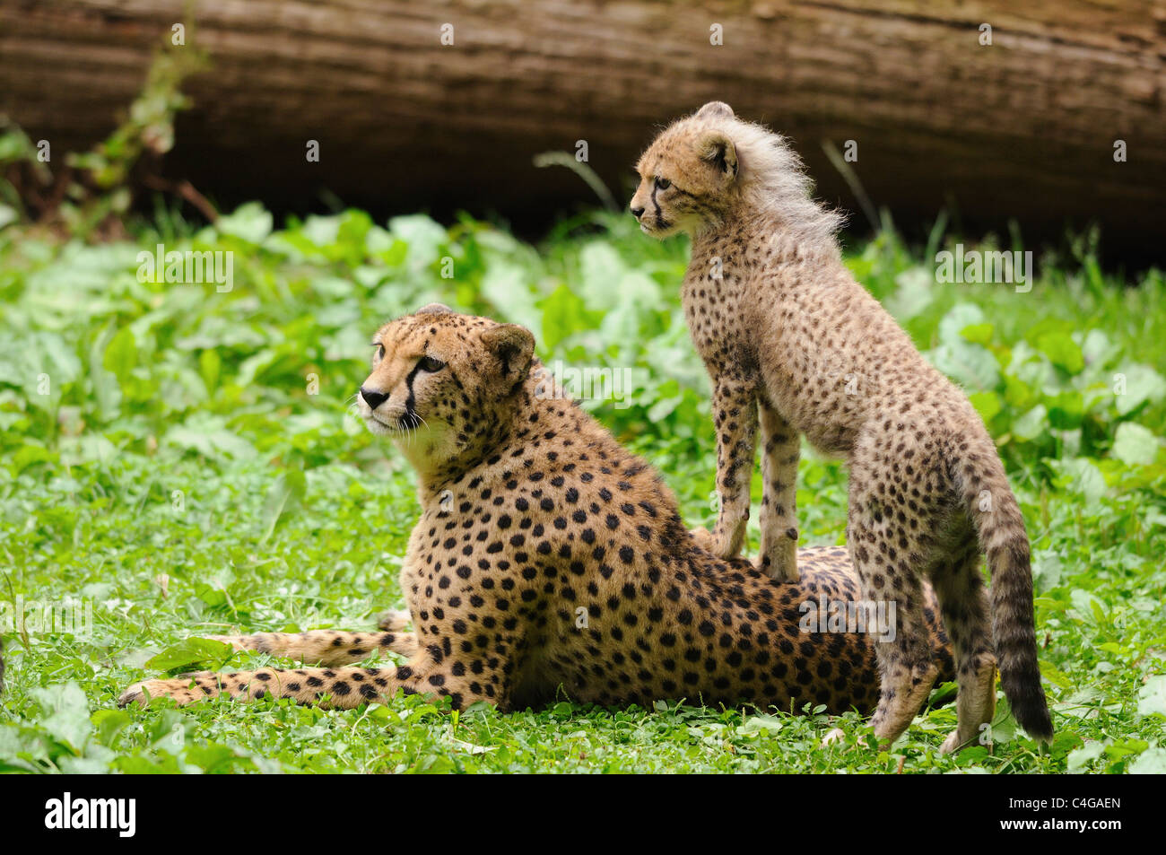 cheetah and cub on meadow / Acinonyx jubatus Stock Photo - Alamy