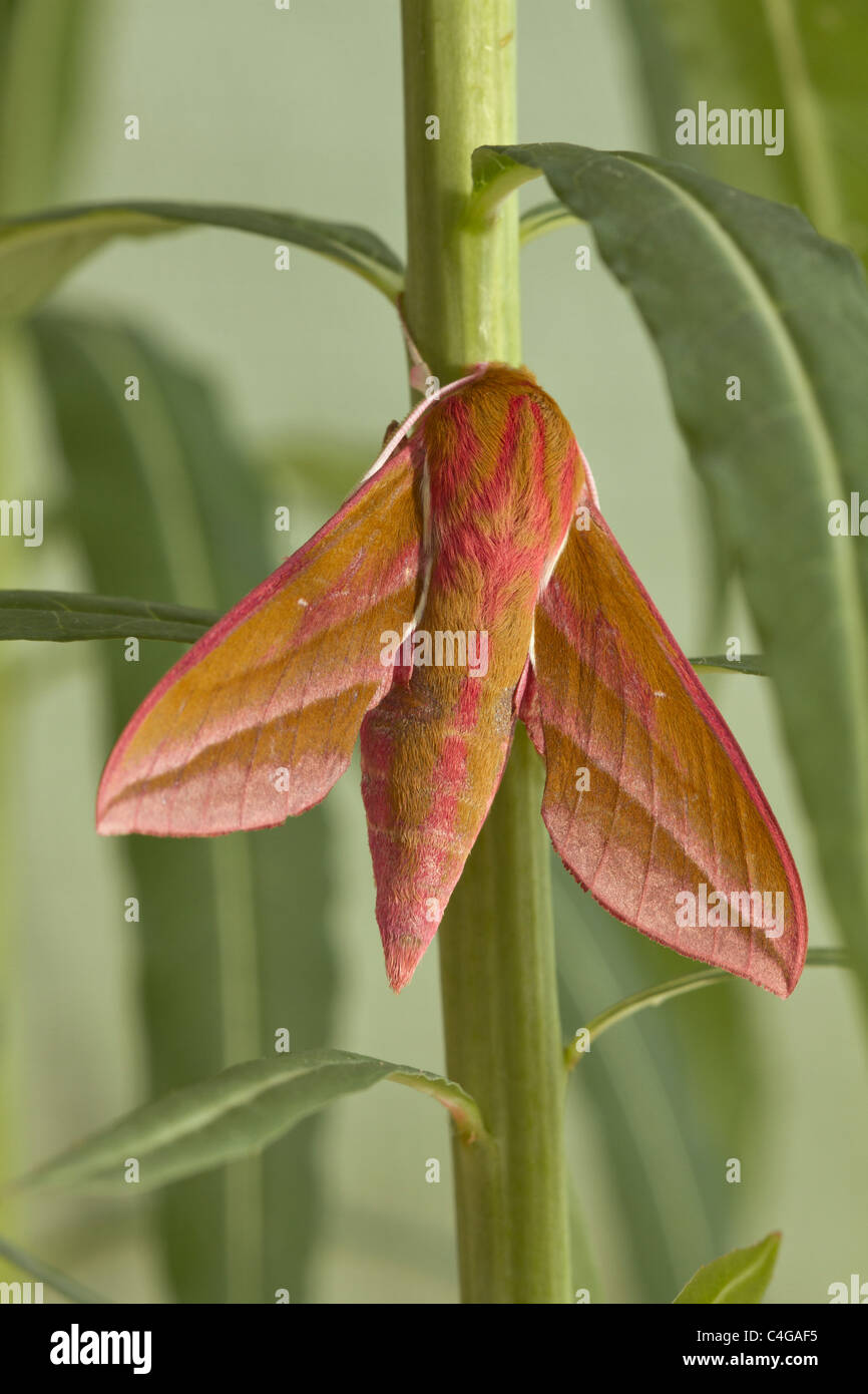 Elephant Hawk-moth (Deilephila elpenor Stock Photo - Alamy