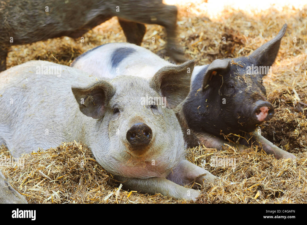 Swabian hall swines hi-res stock photography and images - Alamy