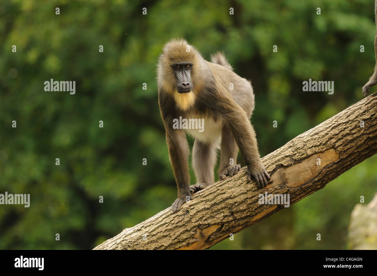 mandrill - standing / Mandrillus sphinx Stock Photo - Alamy