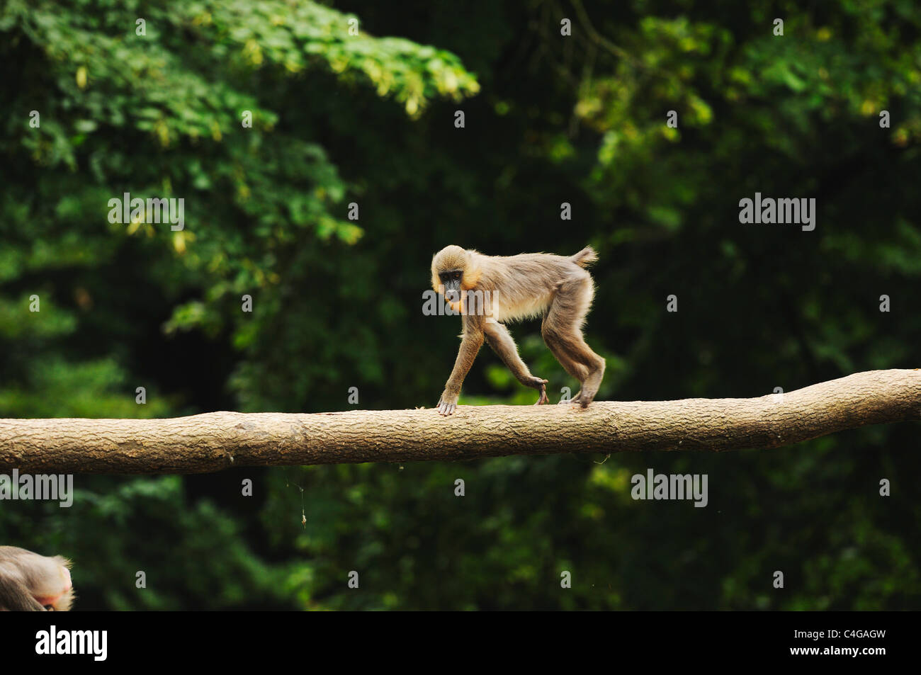 mandrill - walking on branch / Mandrillus sphinx Stock Photo - Alamy