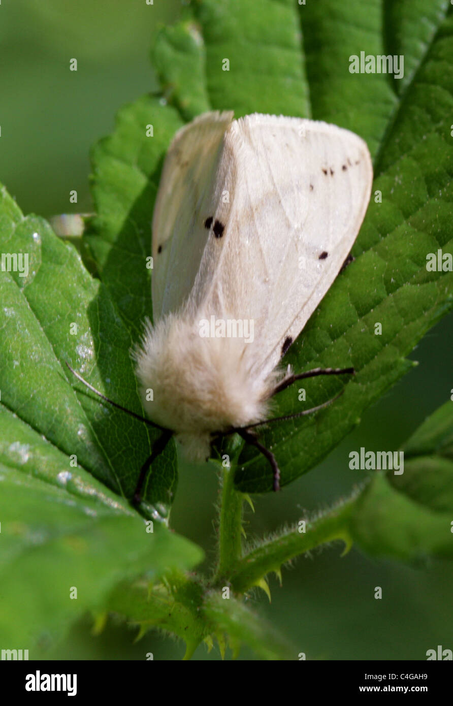 Buff Ermine Moth, Spilosoma luteum, Arctiinae, Arctiidae, Noctuoidea ...