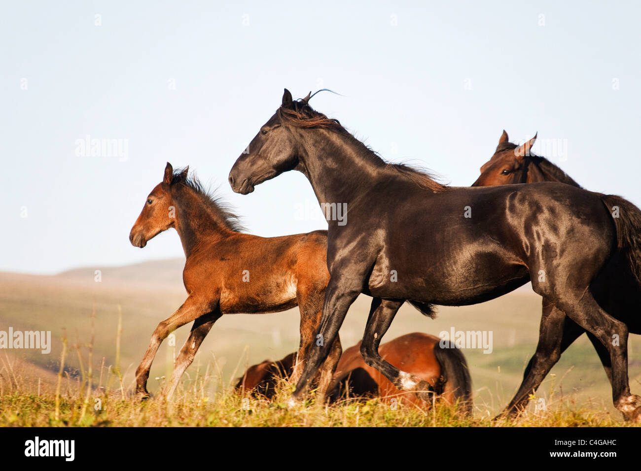 Kabardin horses hi-res stock photography and images - Alamy