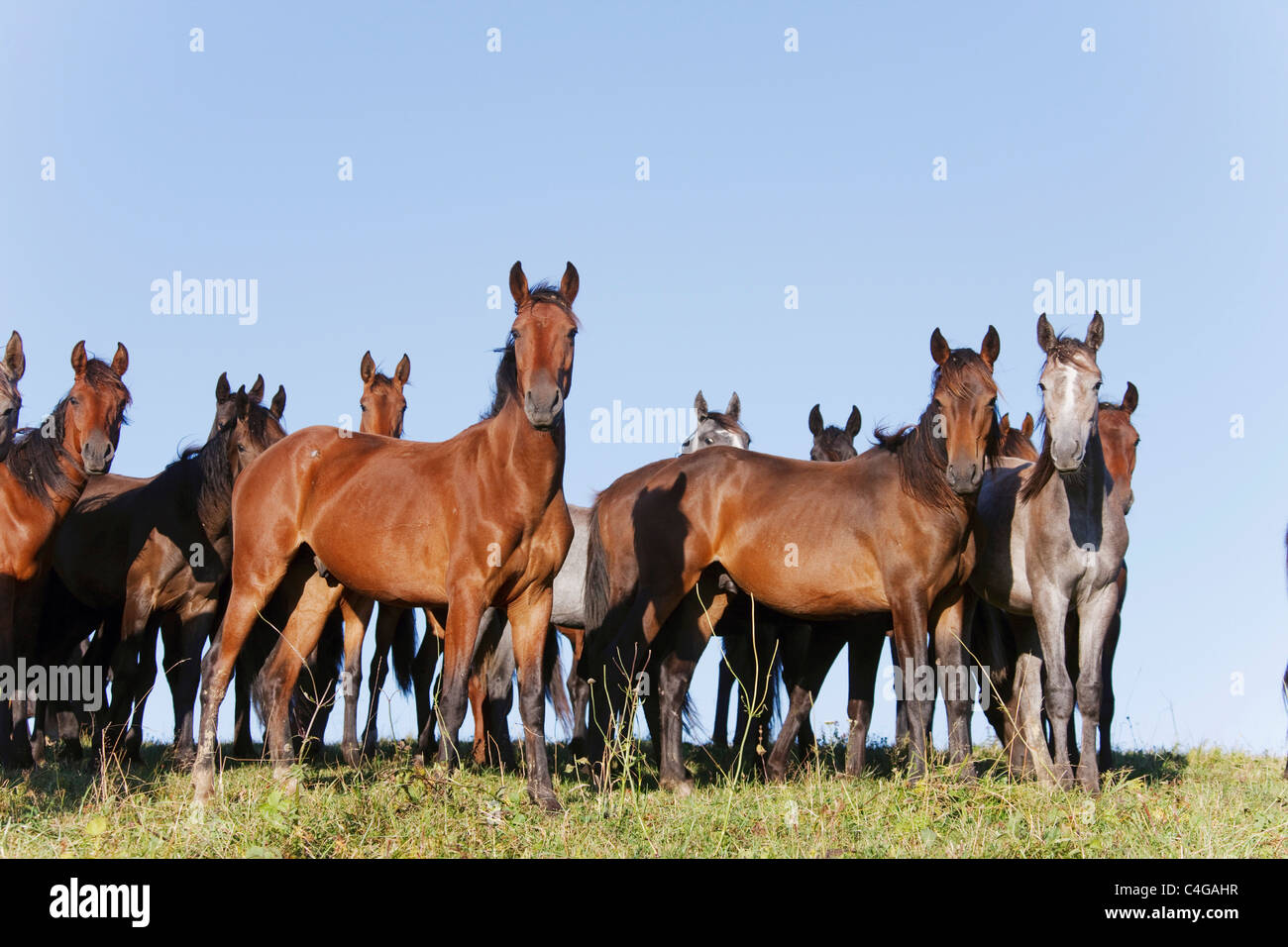 Kabardin horses hi-res stock photography and images - Alamy