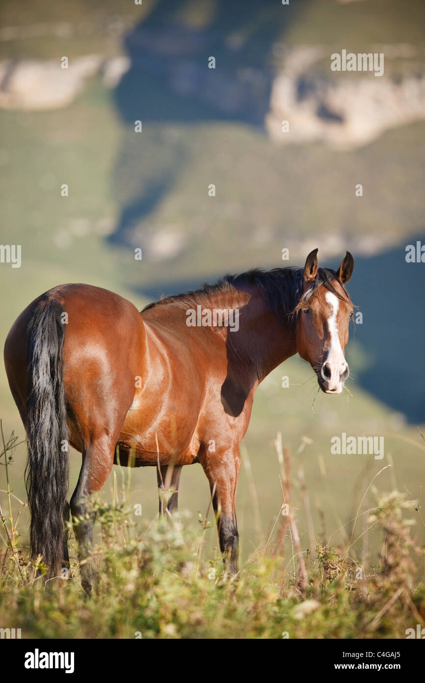 Kabardin horses hi-res stock photography and images - Alamy