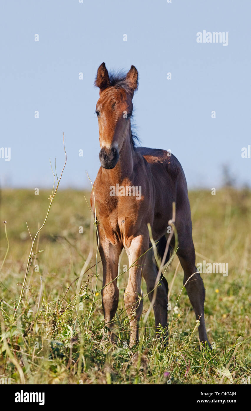 Kabarda horse - foal standing on meadow Stock Photo - Alamy