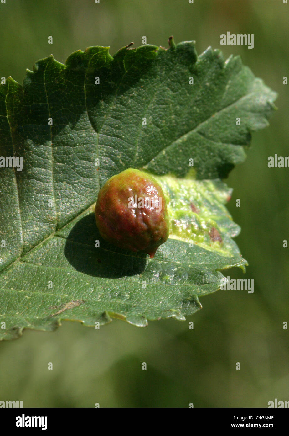 Fig Gall on a Wych Elm Leaf, Caused by an Aphid, Tetraneura ...