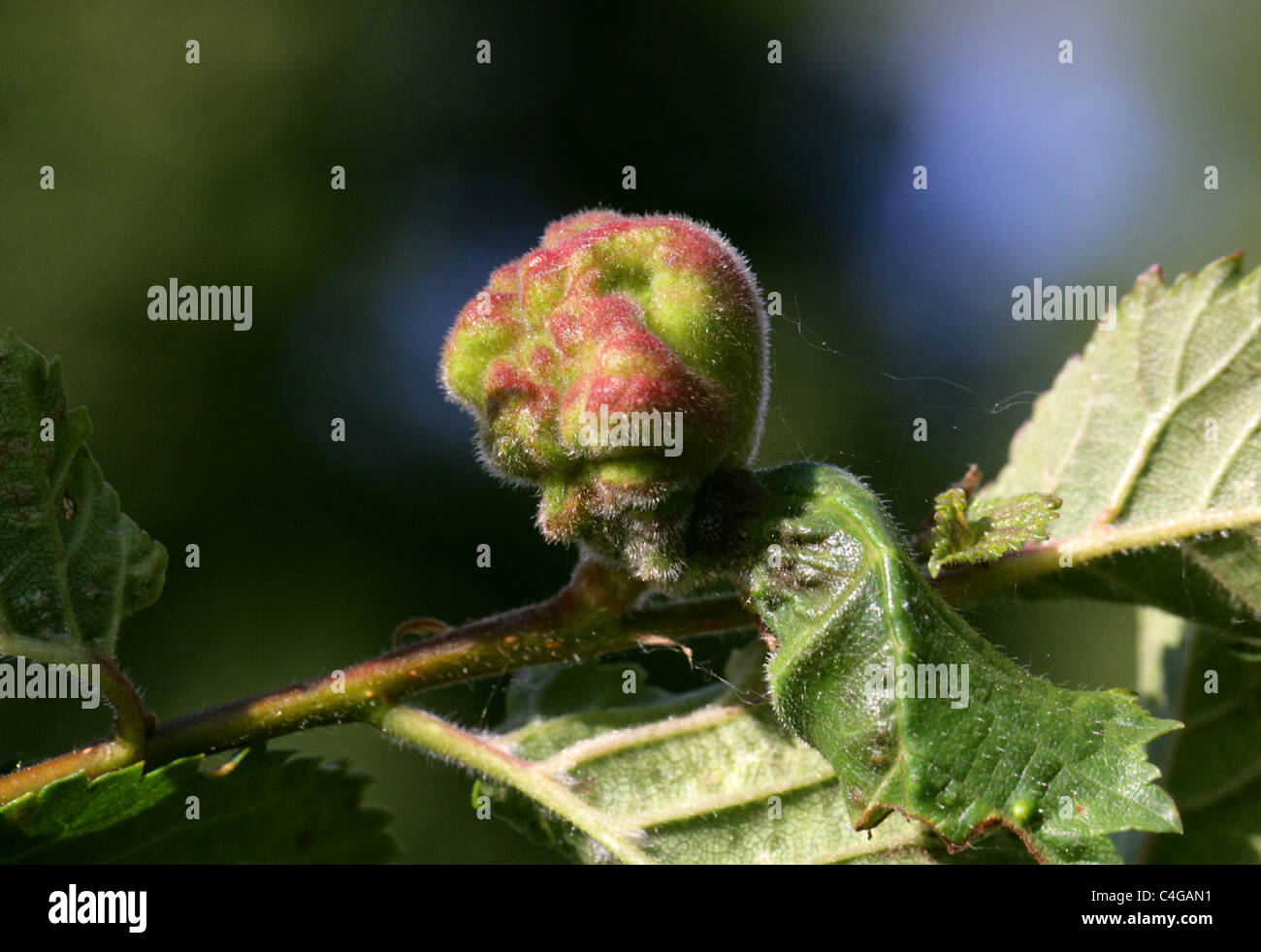 Fig Gall on a Wych Elm Leaf, Caused by an Aphid, Tetraneura ...
