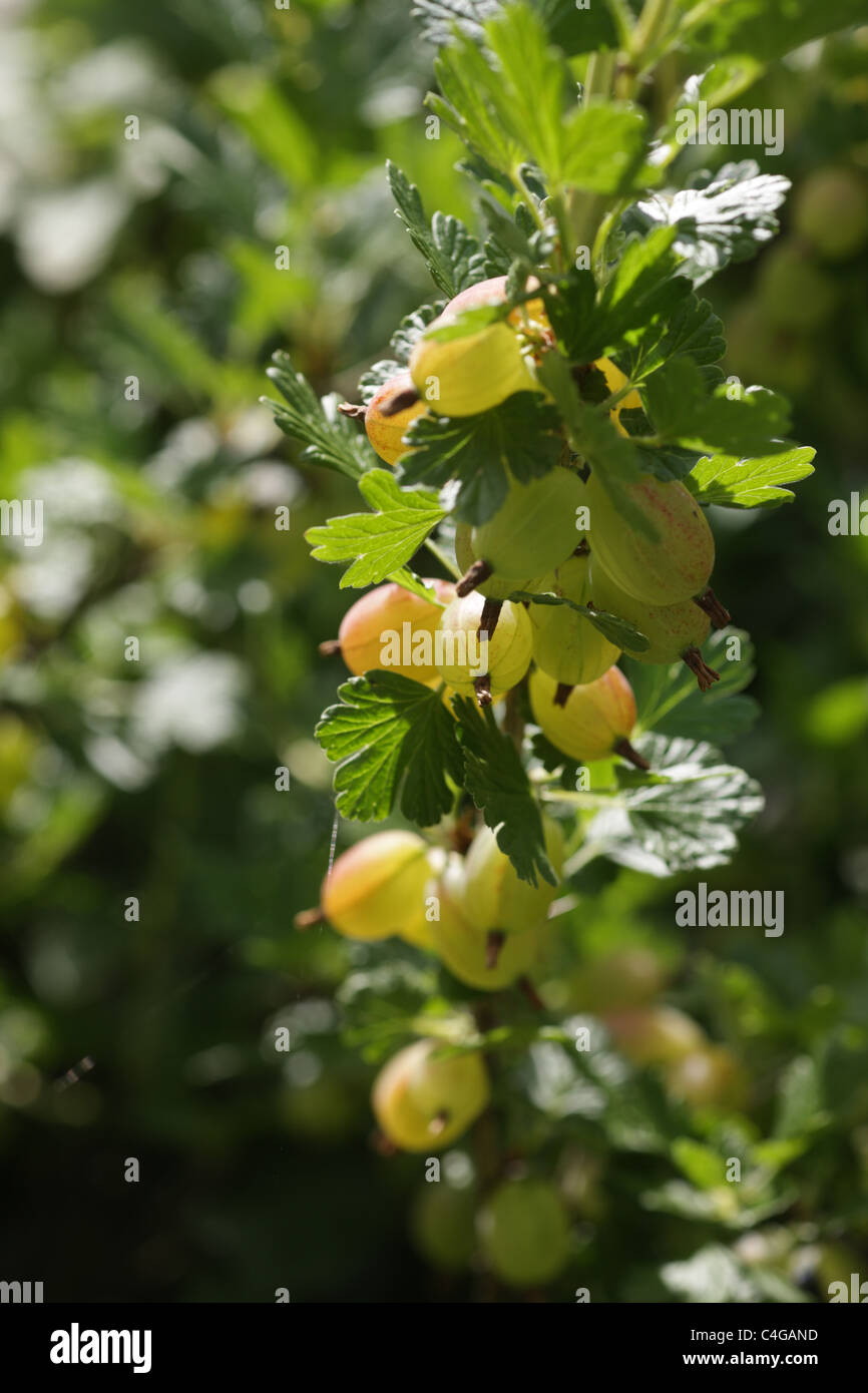 Rural backyard goose hi-res stock photography and images - Alamy