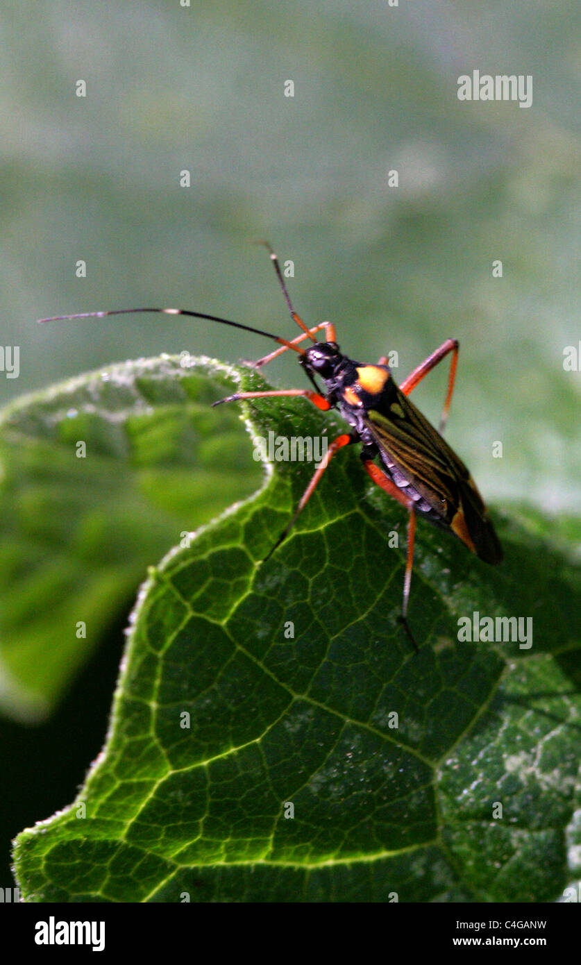 Fine Streaked Bugkin, Miris striatus, Mirini, Mirinae, Miridae ...