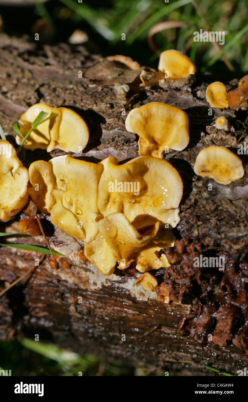 Hairy Stereum Fungus, stereum hirsutum, Stereaceae. Aka Hairy Curtain ...