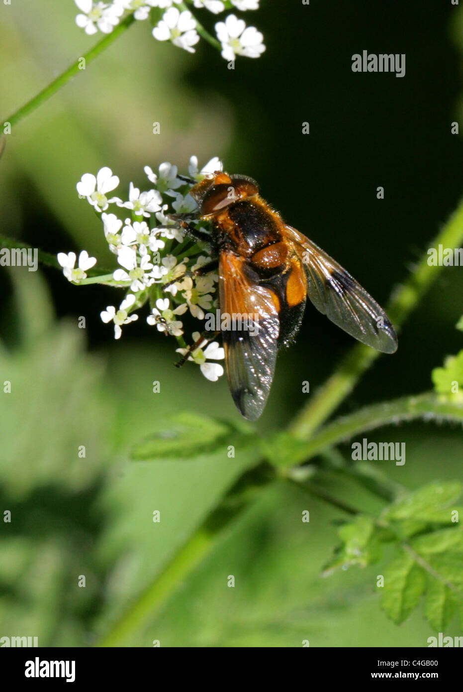 Hoverfly, Volucella inflata, Syrphidae, Diptera. Syn. Syrphus inflata ...