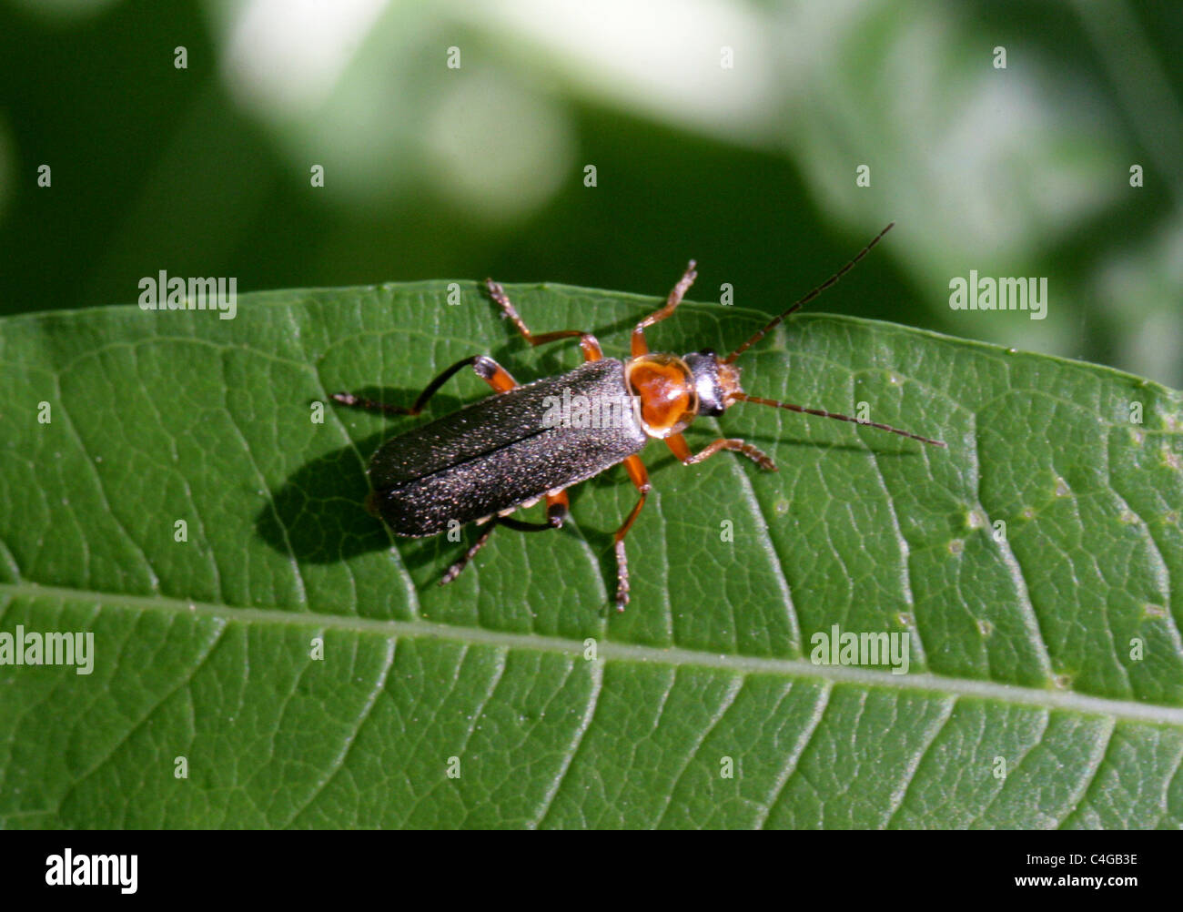 Soldier Beetle, Cantharis pellucida, Cantharidae, Coleoptera Stock ...