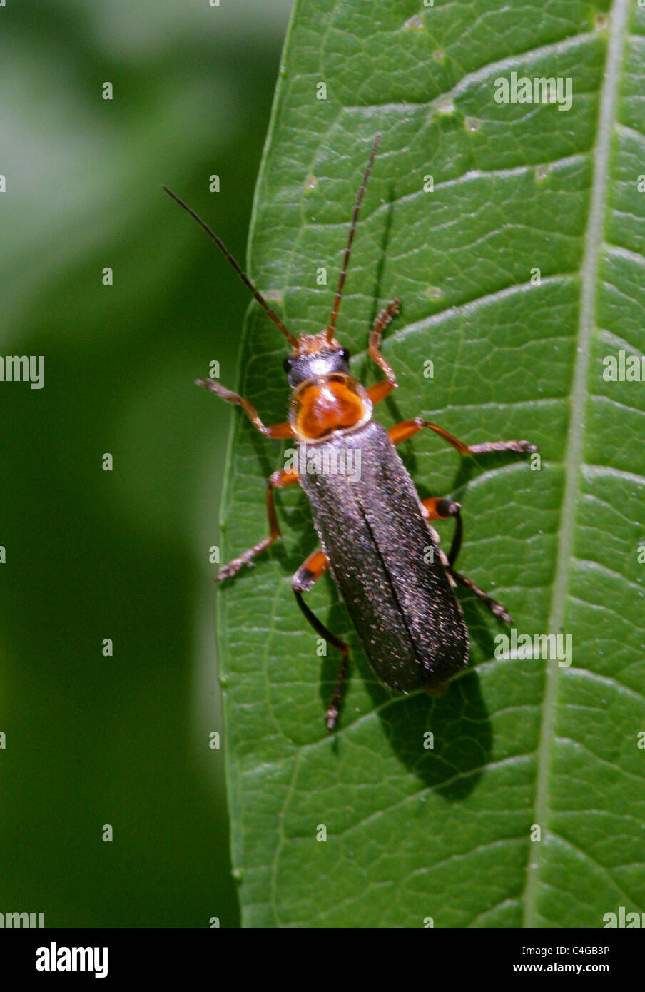 Soldier Beetle, Cantharis pellucida, Cantharidae, Coleoptera Stock ...