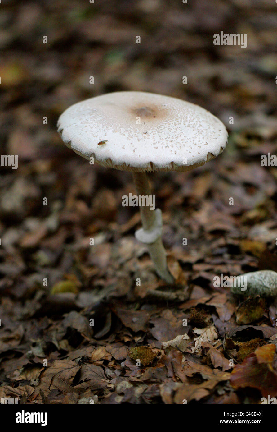 Skullcap Dapperling, Leucocoprinus brebissonii, Agaricaceae Stock Photo ...